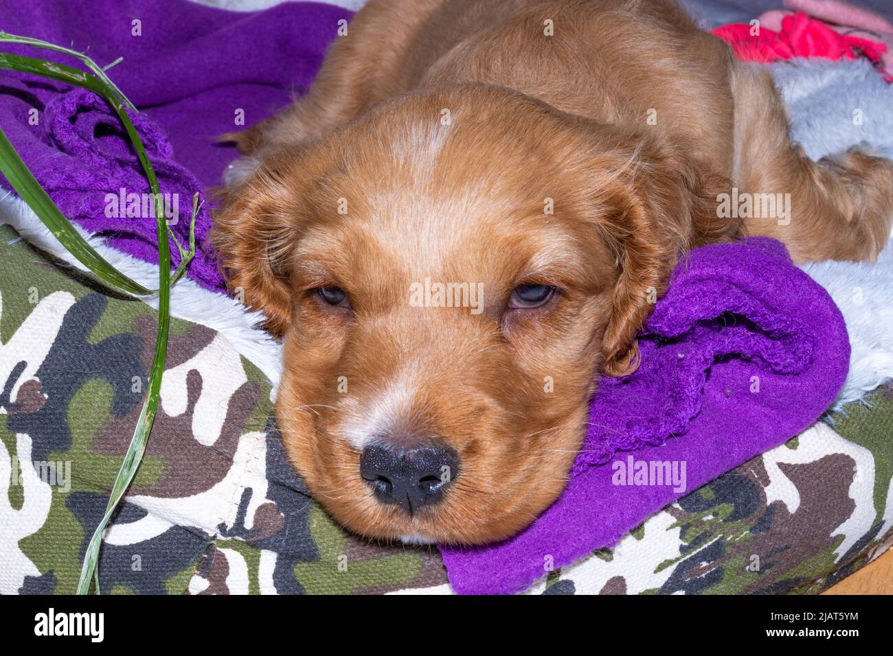 Cute puppy two months old English Cocker Spaniel dog Johny relaxing at ...