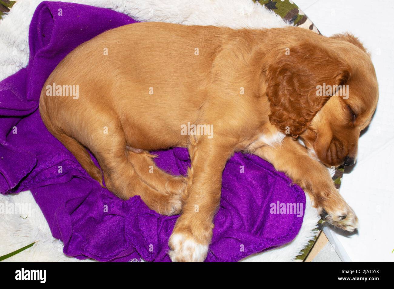 Cute puppy two months old English Cocker Spaniel dog Johny relaxing at ...