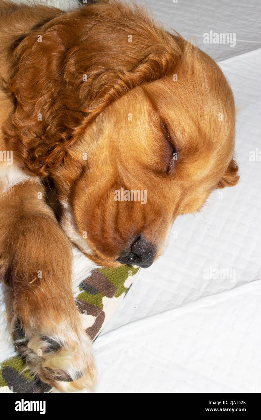 Cute puppy two months old English Cocker Spaniel dog Johny relaxing at ...