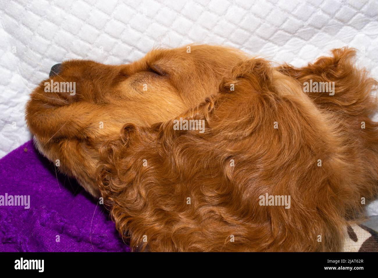 Cute puppy two months old English Cocker Spaniel dog Johny relaxing at ...