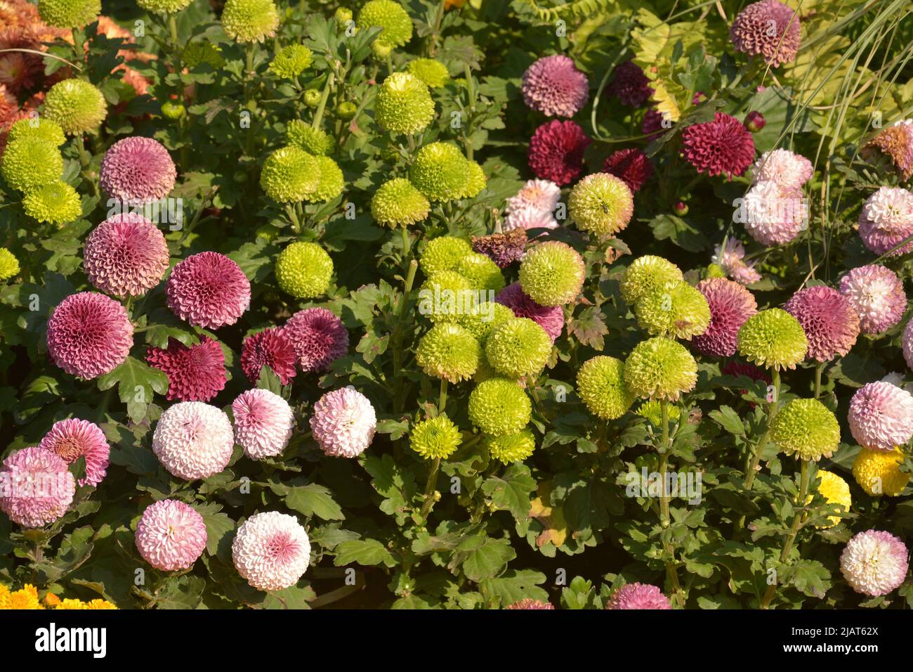 Ping colors hi-res stock photography and images - Alamy