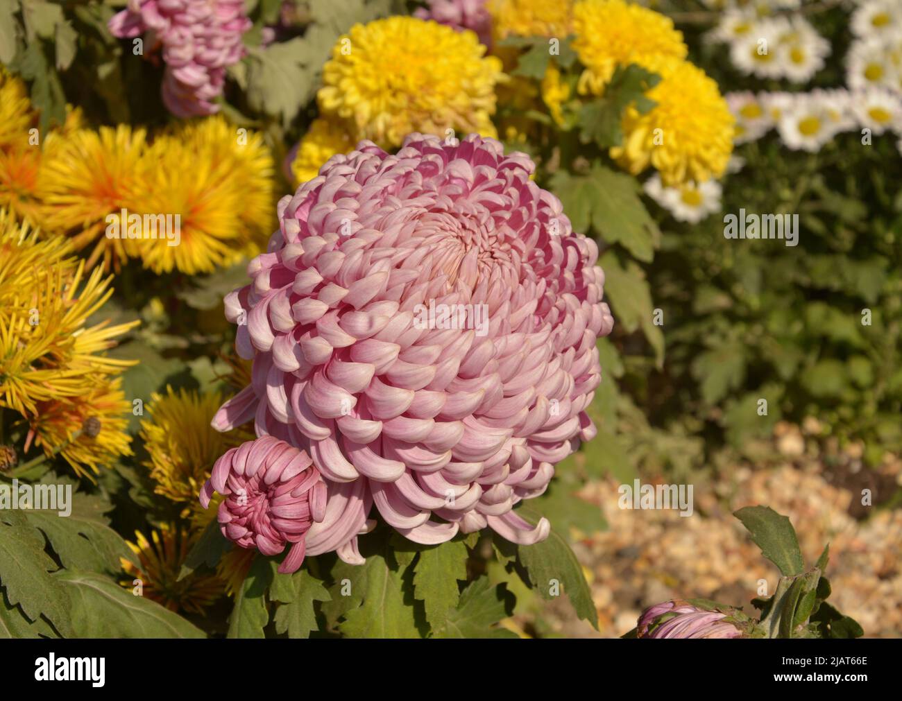 one big pink chrysanthemum flowers blossom in sunny day in the garden ...