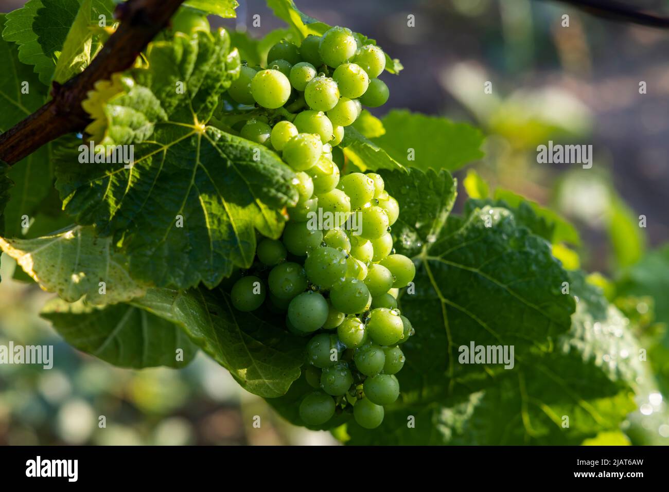 detail Grapes of the vine in the time before locking Stock Photo - Alamy