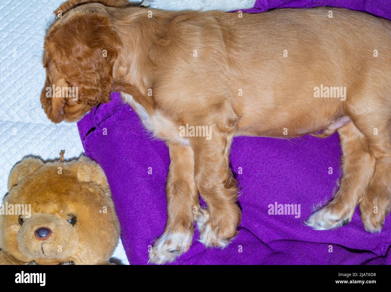 Cute puppy two months old English Cocker Spaniel dog Johny relaxing at ...