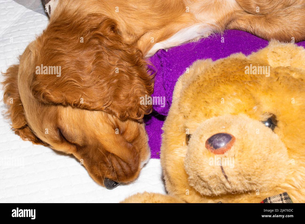 Cute puppy two months old English Cocker Spaniel dog Johny relaxing at ...
