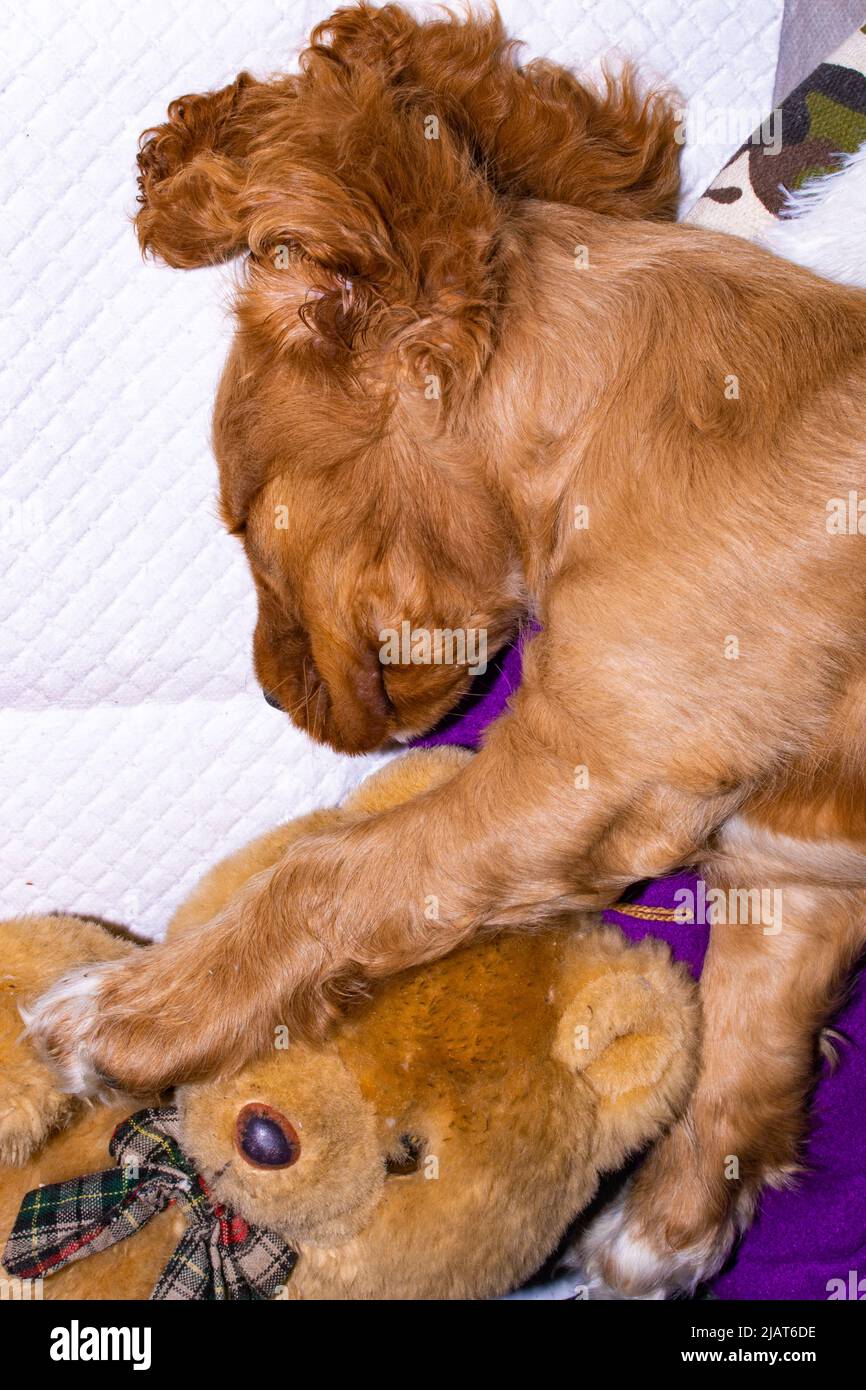 Cute puppy two months old English Cocker Spaniel dog Johny relaxing at ...
