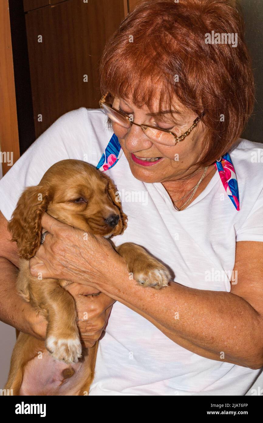 Mature woman cuddling two-month-old cocker spaniel puppy Stock Photo ...