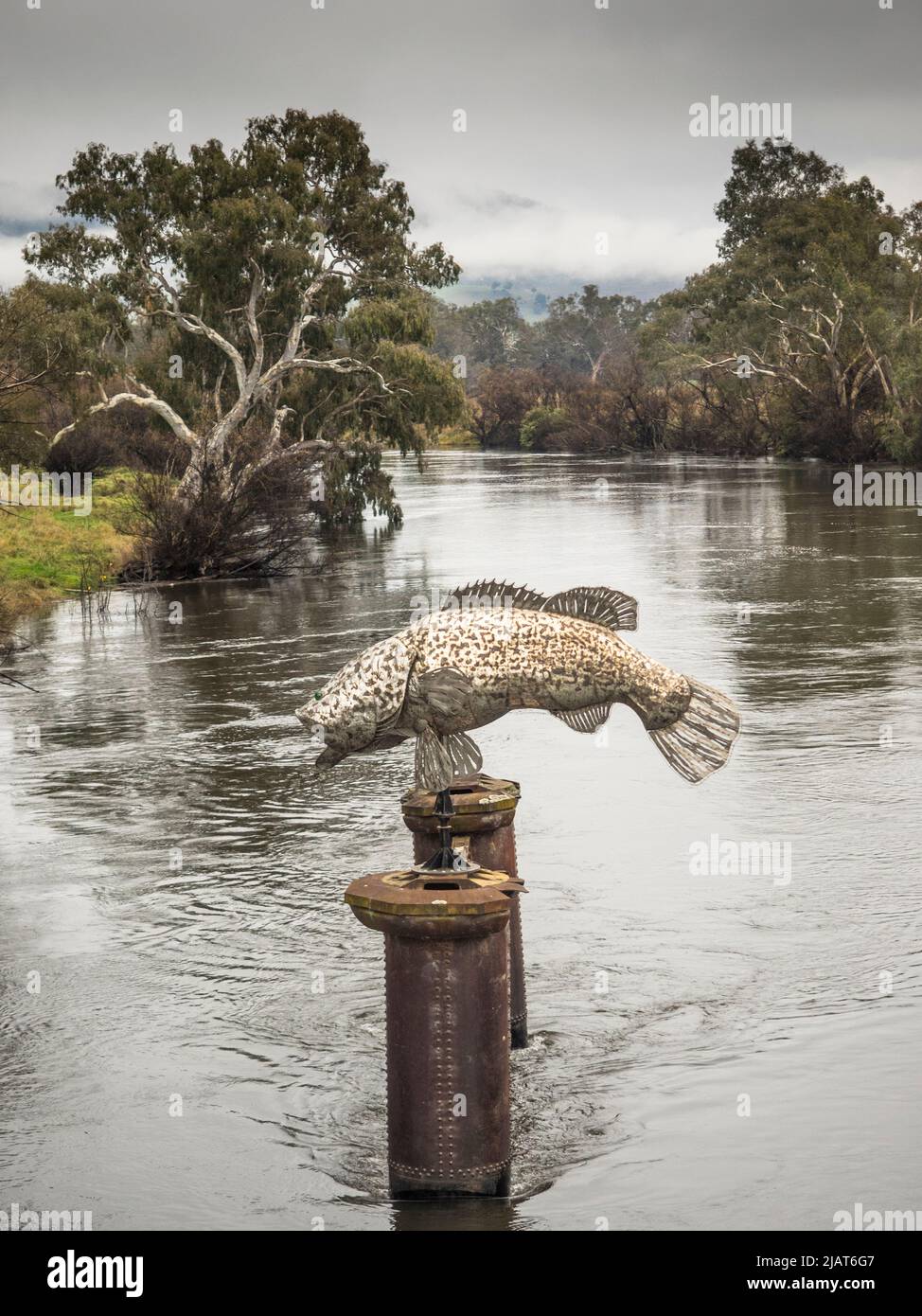 Murray Cod (Maccullochella peelii) sculpture in the middle of the ...