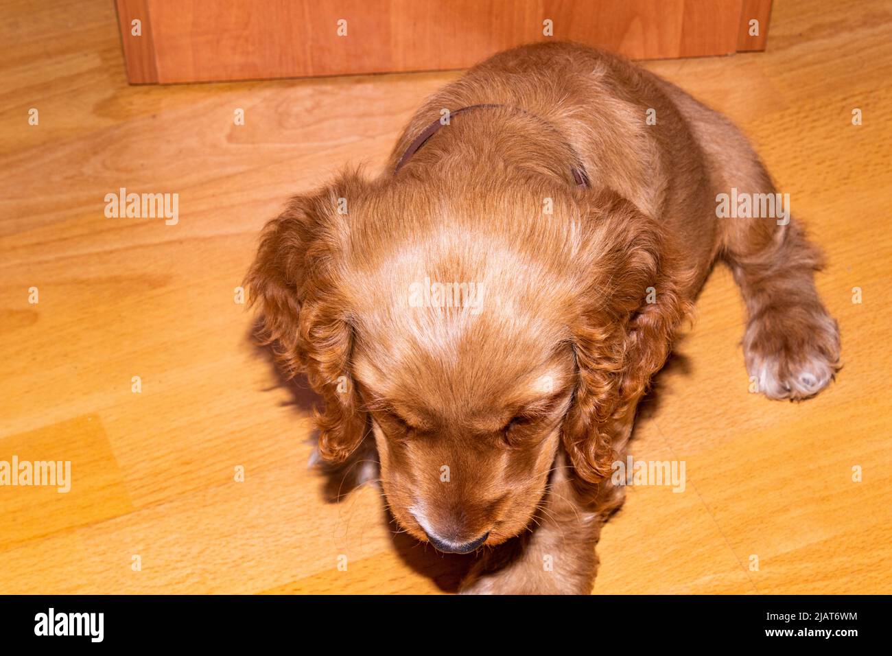 Cute puppy fifty days old English Cocker Spaniel lying down at a room ...