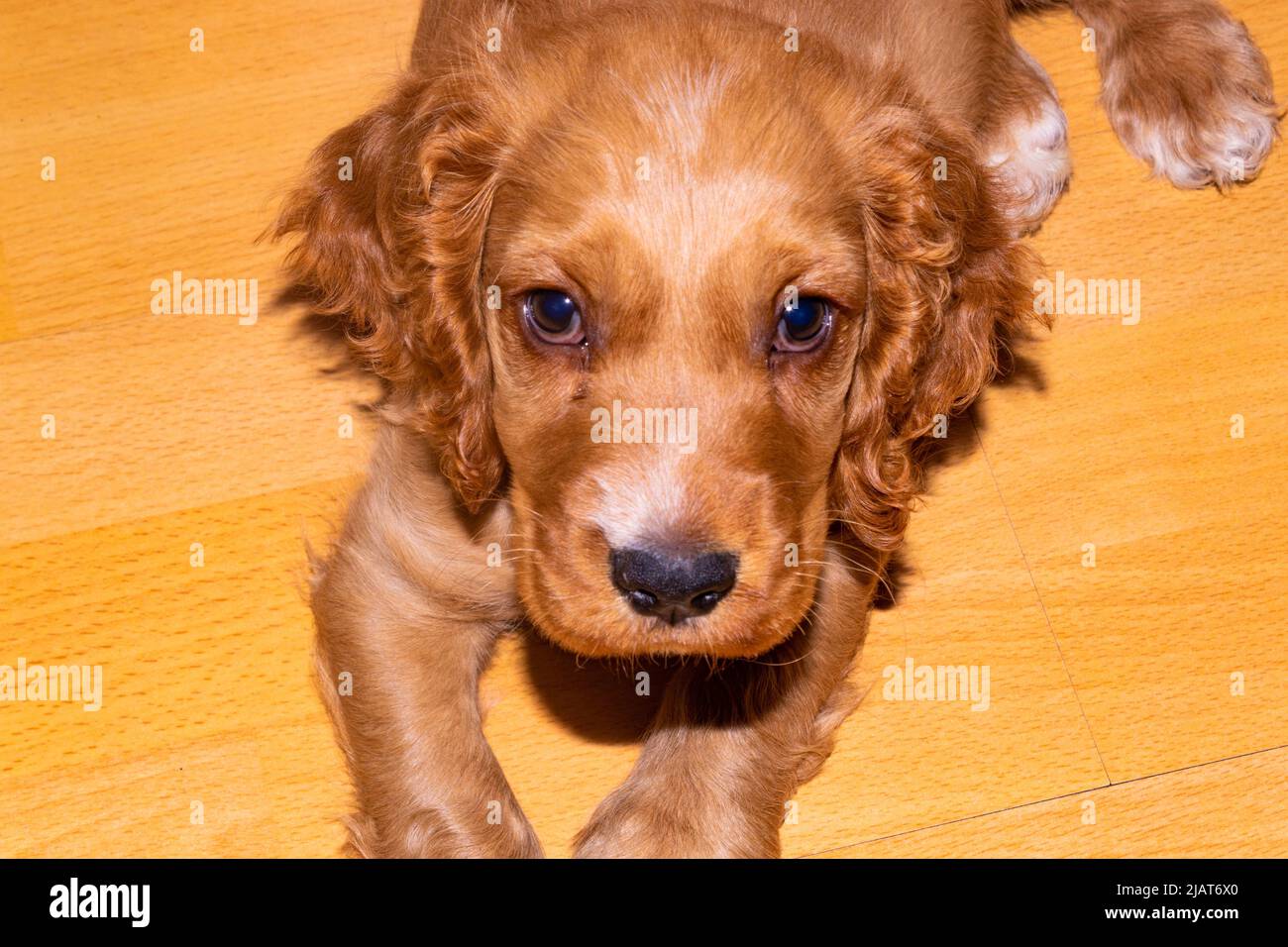 Cute puppy fifty days old English Cocker Spaniel lying down at a room ...