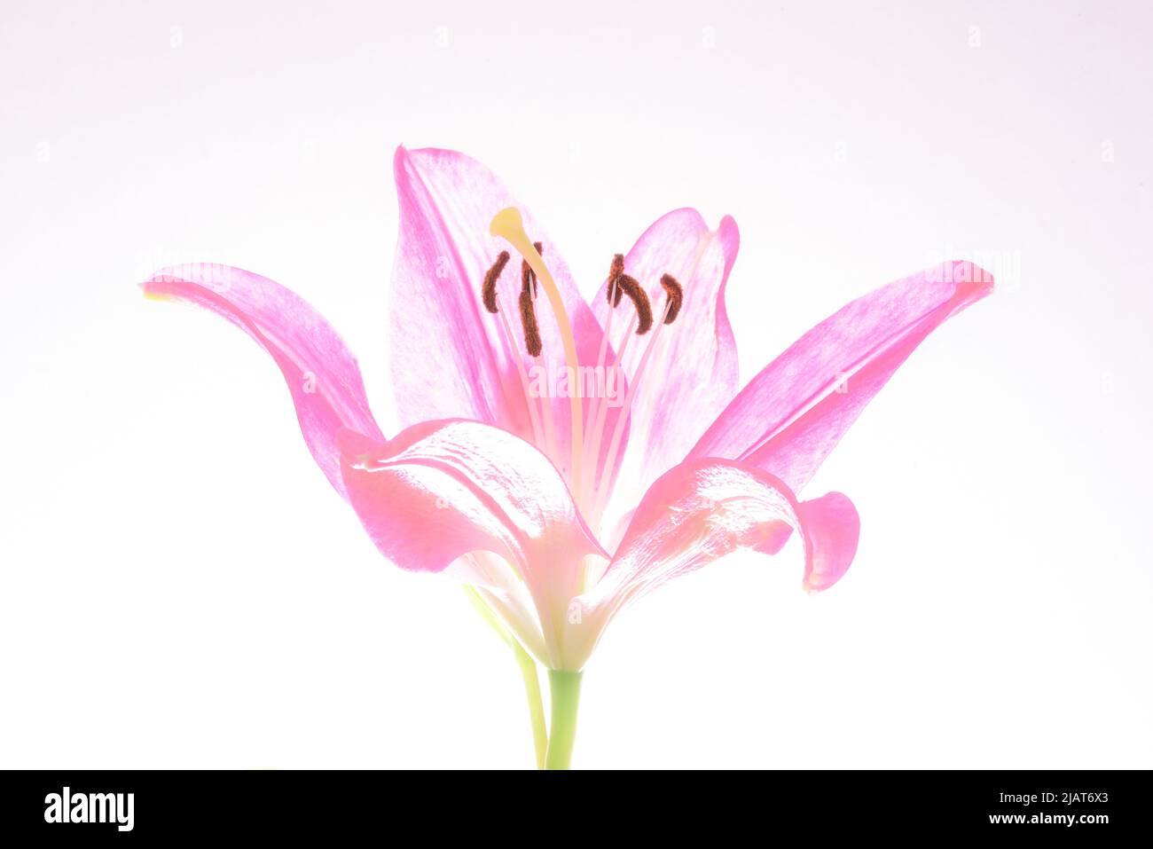 A single, pink Lilly, in blossom, isolated against a bright white ...