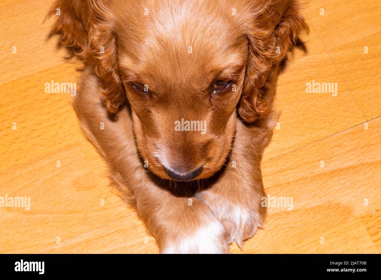 Cute puppy fifty days old English Cocker Spaniel lying down at a room ...