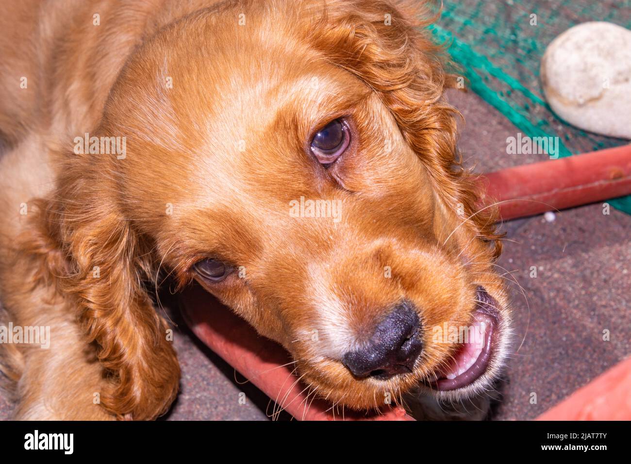 Cute puppy fifty days old English Cocker Spaniel playing outdoor Stock ...