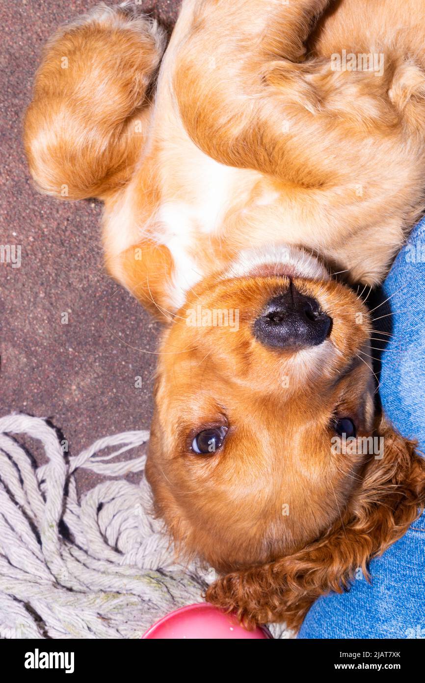 Cute puppy fifty days old English Cocker Spaniel playing outdoor Stock ...
