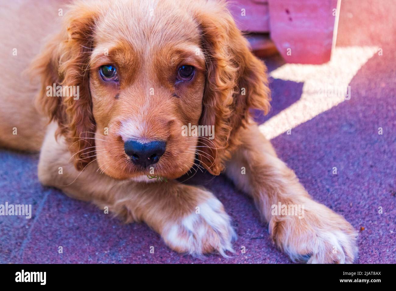 Cute puppy two months old English Cocker Spaniel dog Johny relaxing at ...