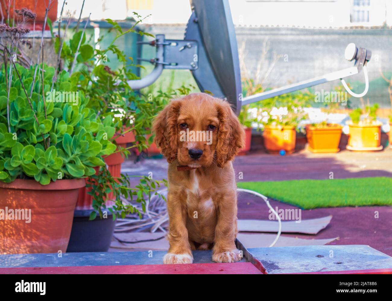 Cute puppy two months old English Cocker Spaniel dog Johny relaxing at ...