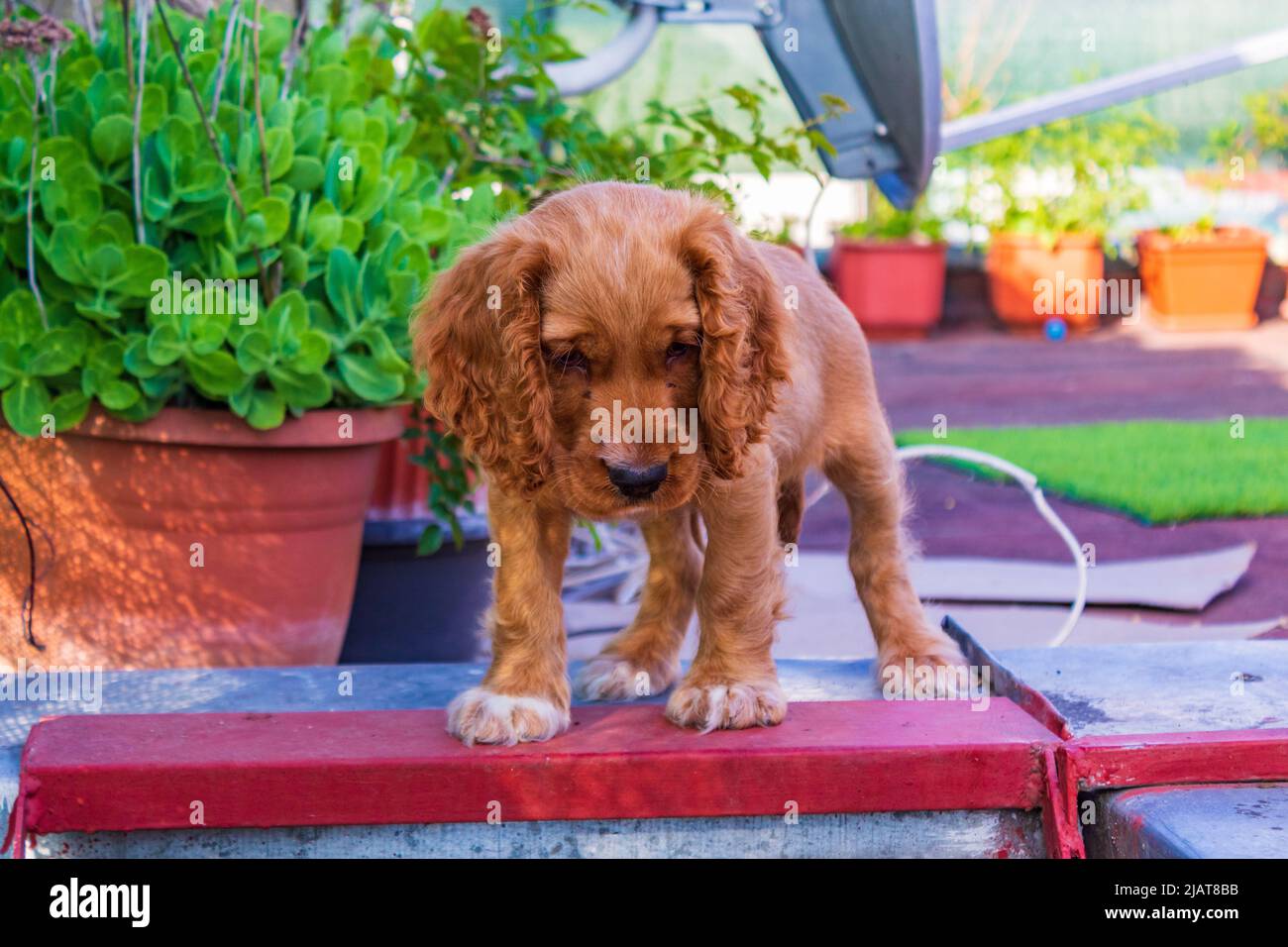 Cute puppy two months old English Cocker Spaniel dog Johny relaxing at ...