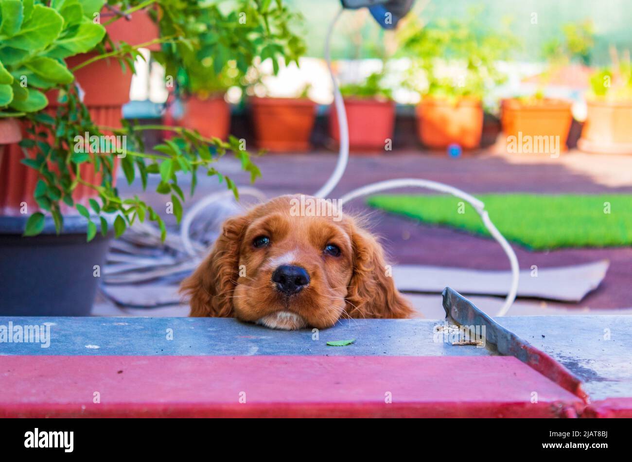 Cute puppy two months old English Cocker Spaniel dog Johny relaxing at ...