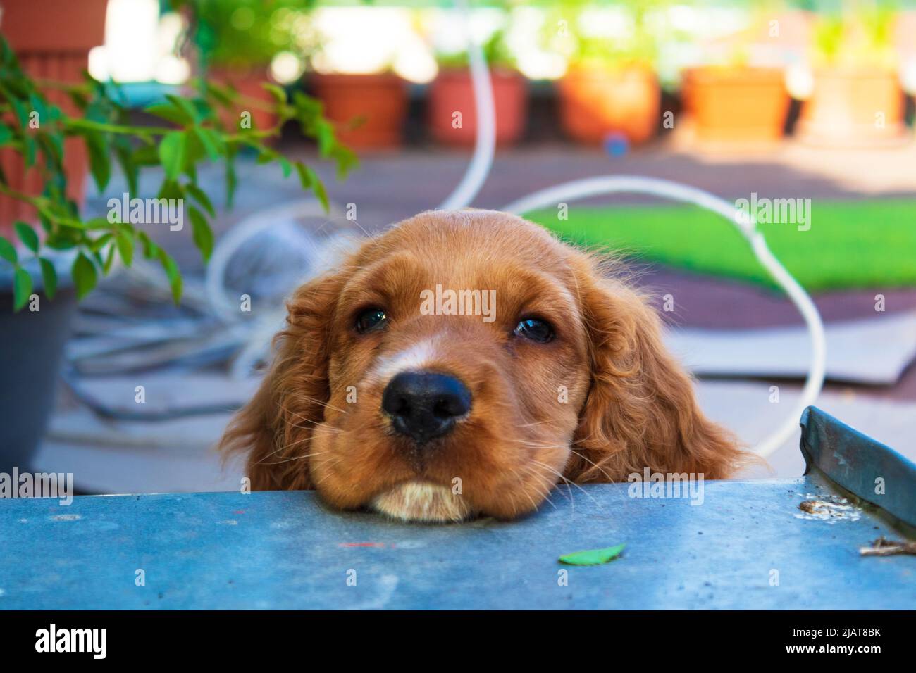 Cute puppy two months old English Cocker Spaniel dog Johny relaxing at ...