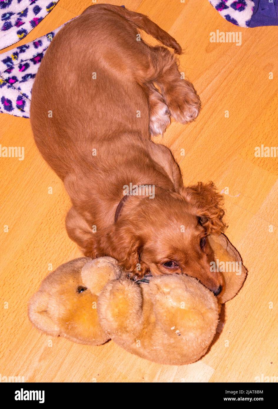 Cute puppy two months old English Cocker Spaniel dog Johny relaxing at ...