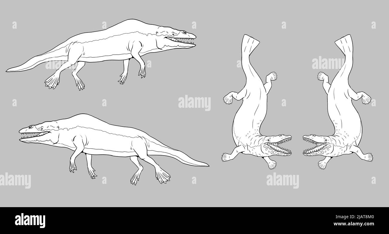 Prehistoric extinct genus of ancient whale - rodhocetus and ...