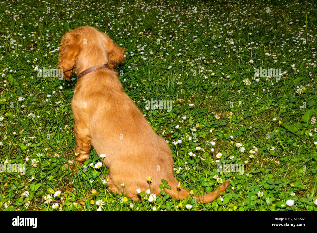 Cute two month old male English Cocker Spaniel playing in a green ...