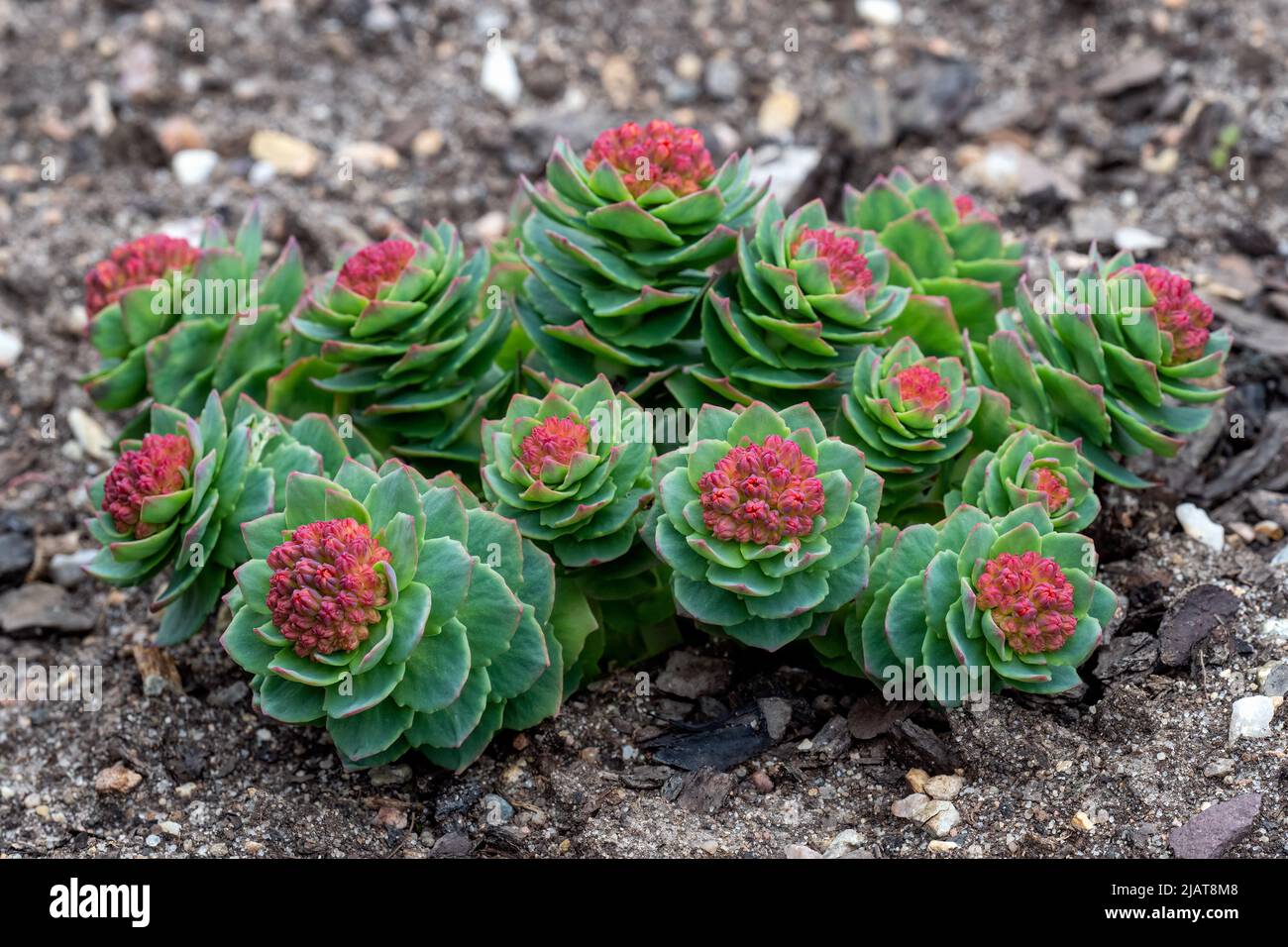 Rhodiola garden hi-res stock photography and images - Alamy