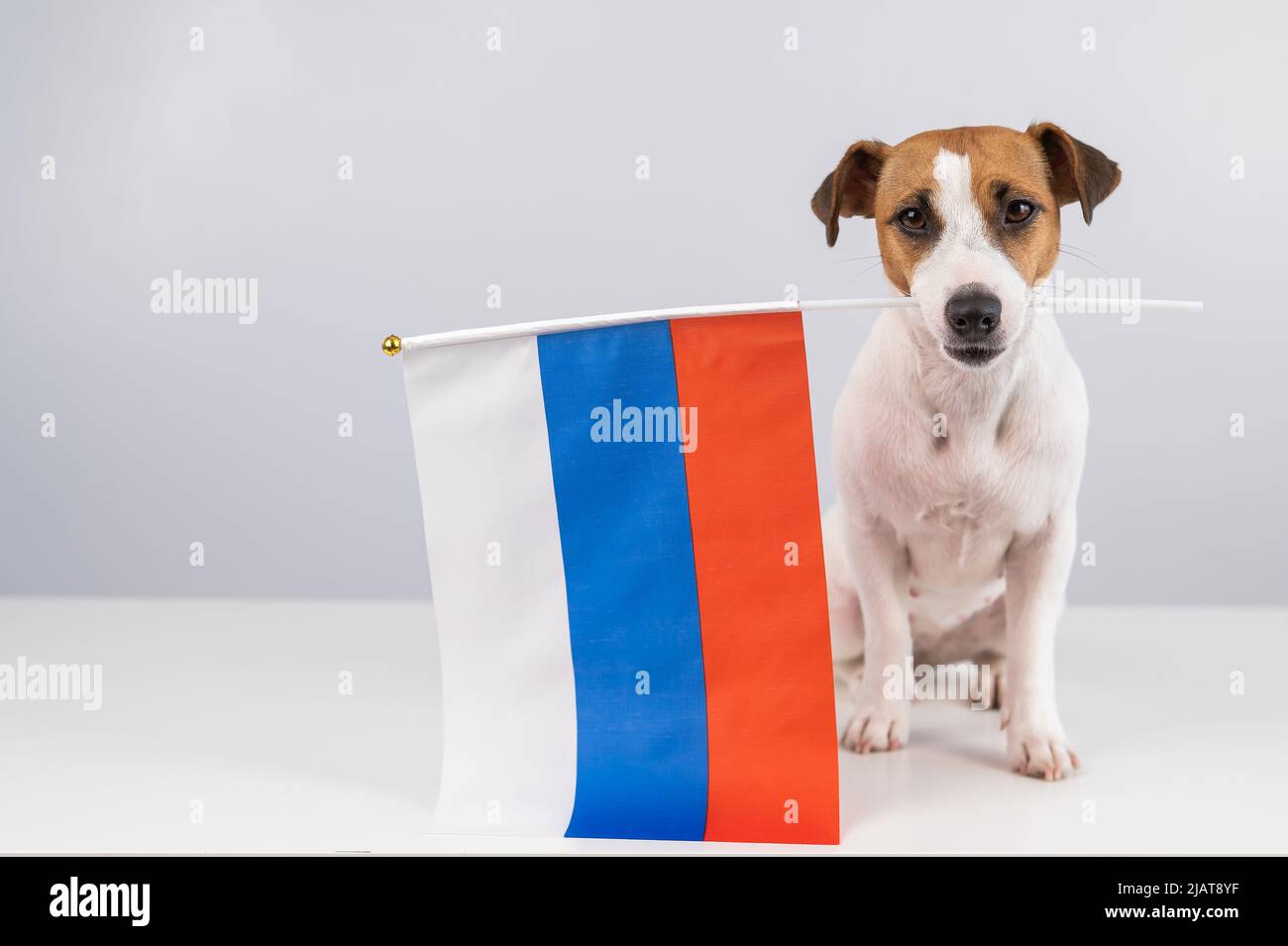 Russian Jack Russell