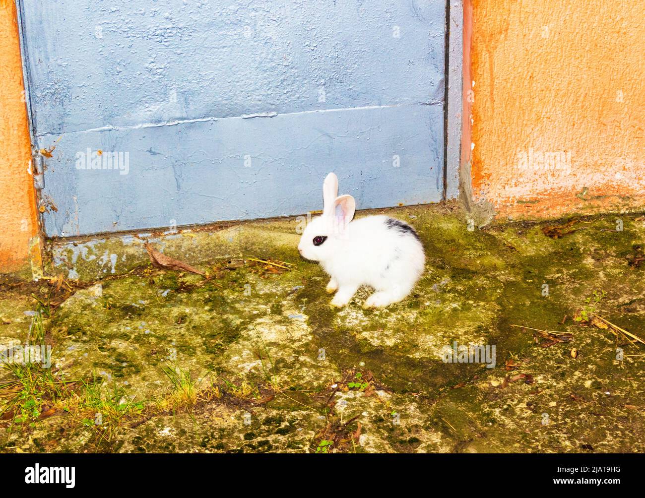 decorative bunnies walk in a night garden Stock Photo - Alamy