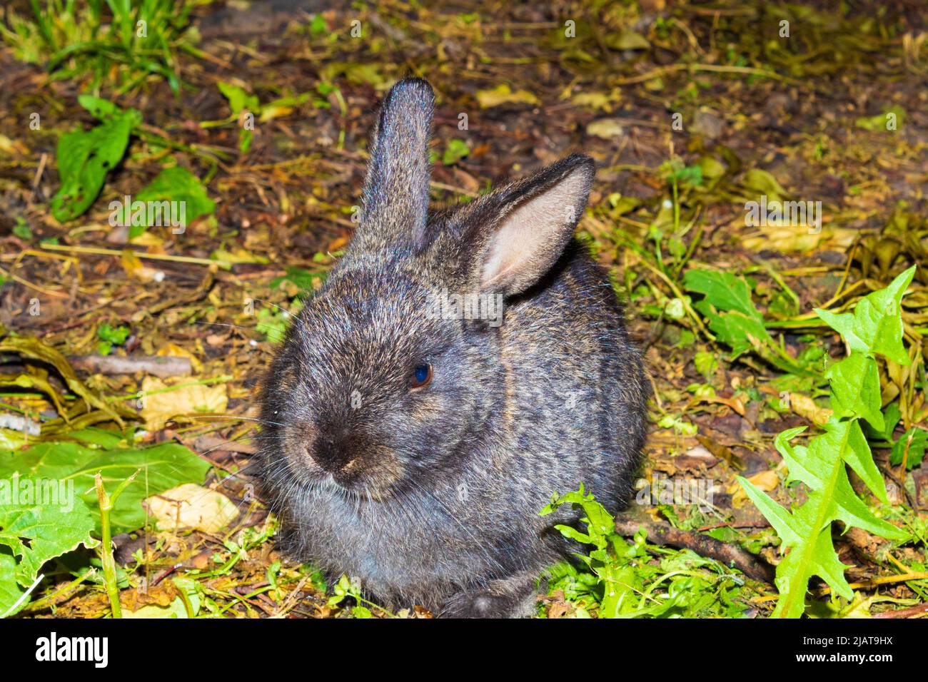 decorative bunnies walk in a night garden Stock Photo - Alamy