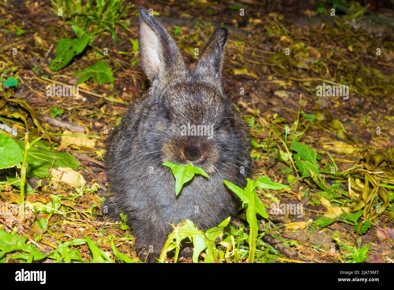 decorative bunnies walk in a night garden Stock Photo - Alamy