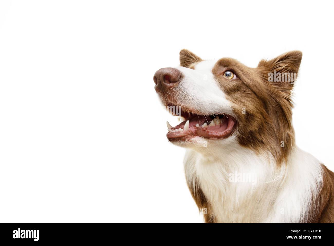 Portrait brown border collie dog begging food and looking up. Isolated ...