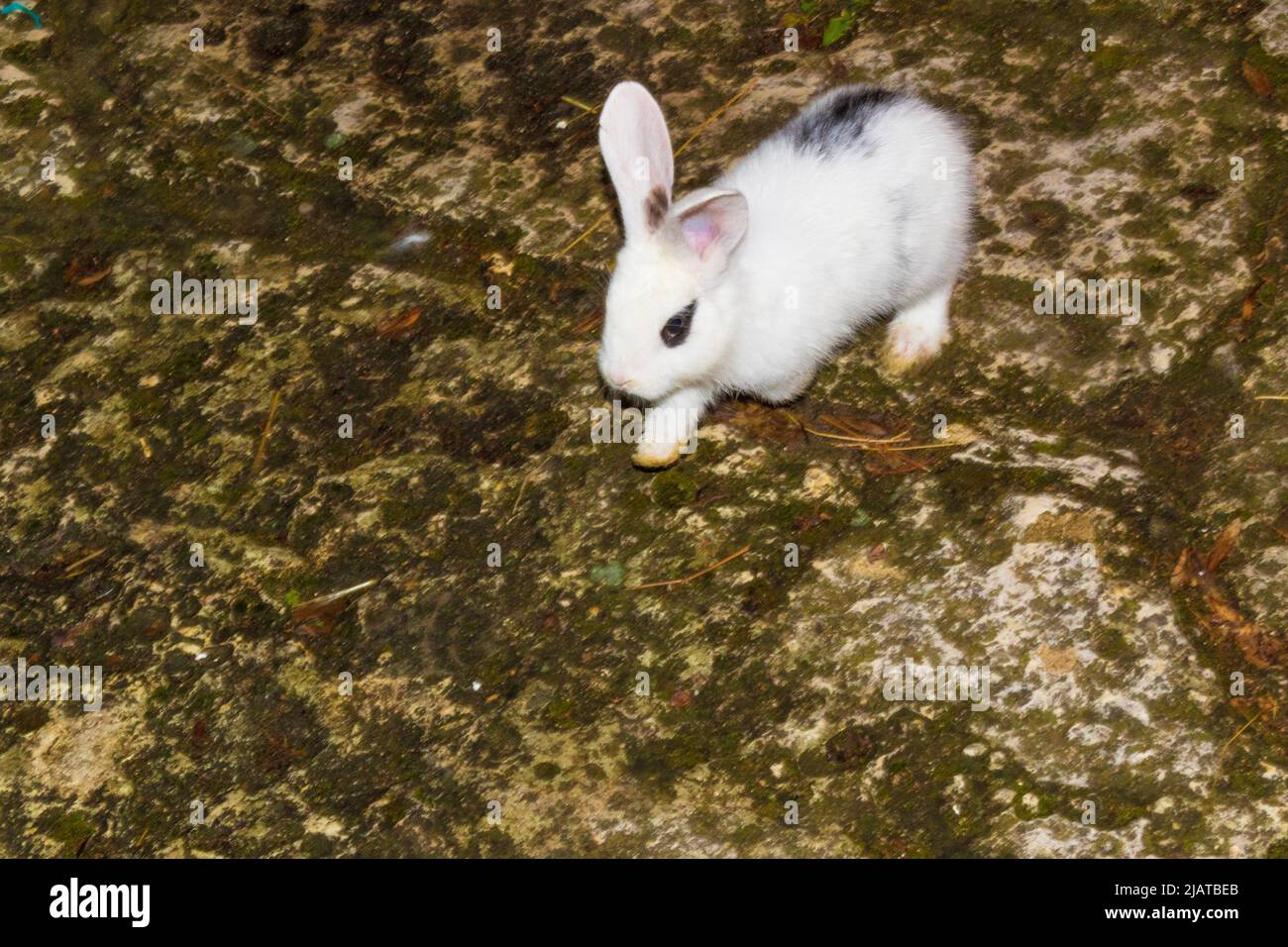 decorative bunnies walk in a night garden Stock Photo - Alamy