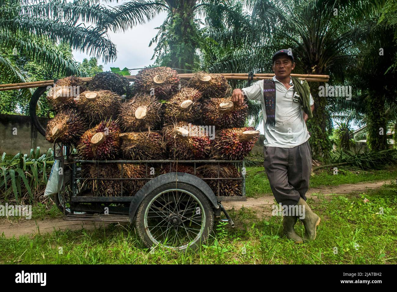 Indonesian smallholder plantations hi-res stock photography and images ...