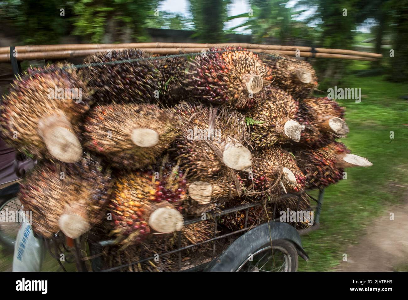 Indonesian smallholder plantations hi-res stock photography and images ...