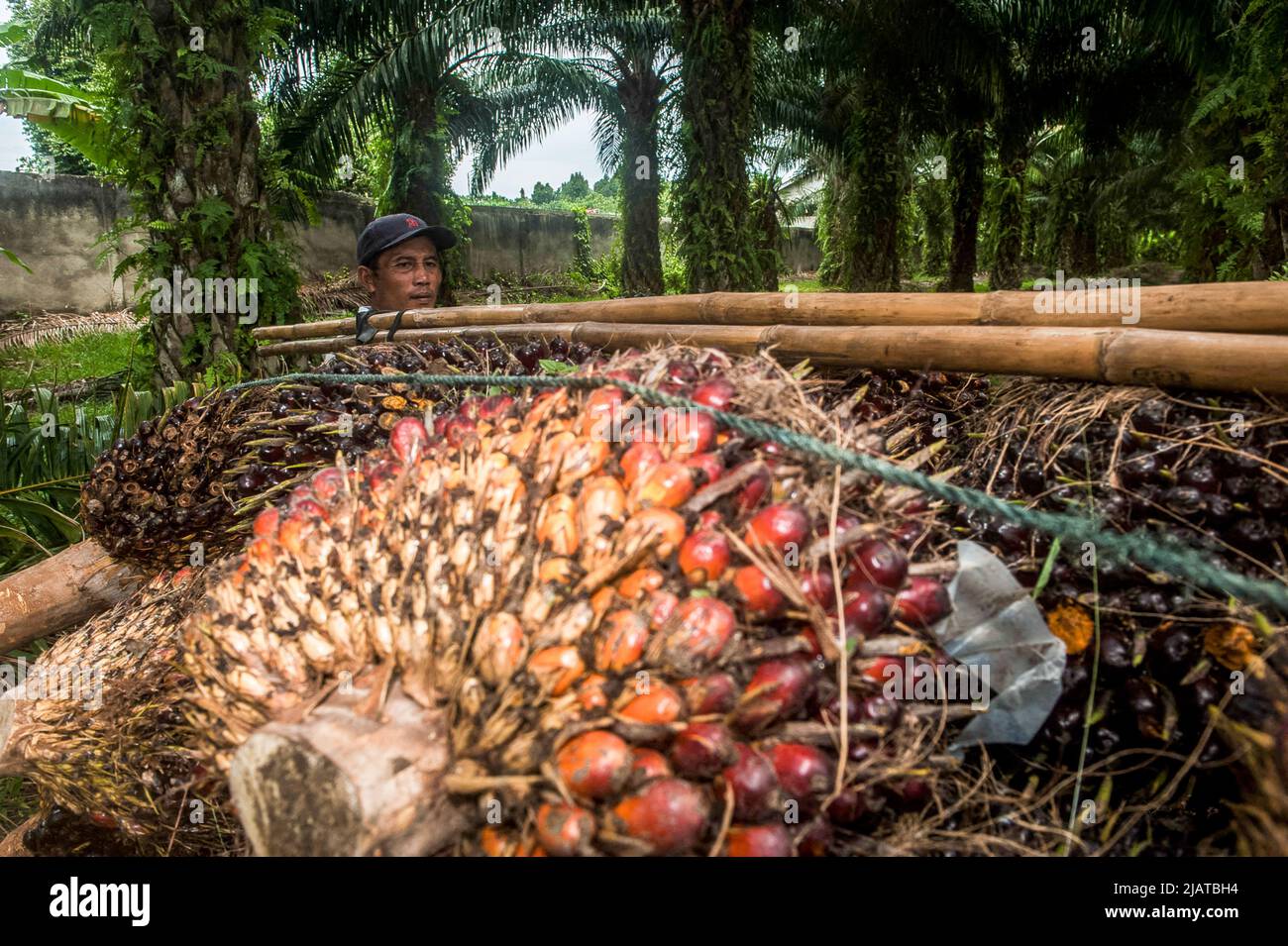 Indonesian smallholder plantations hi-res stock photography and images ...