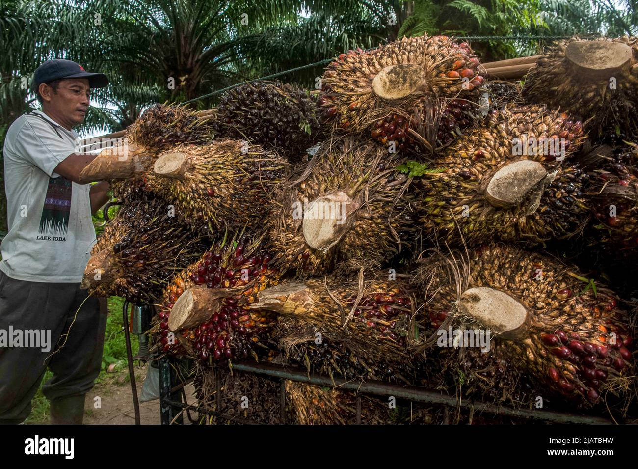 Indonesian smallholder plantations hi-res stock photography and images ...