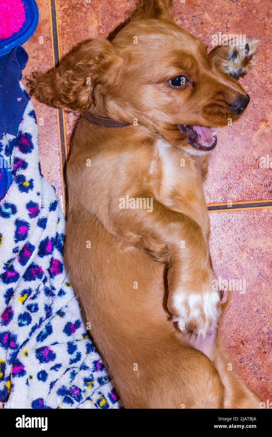 Cute puppy two months old English Cocker Spaniel dog Johny playing at a ...