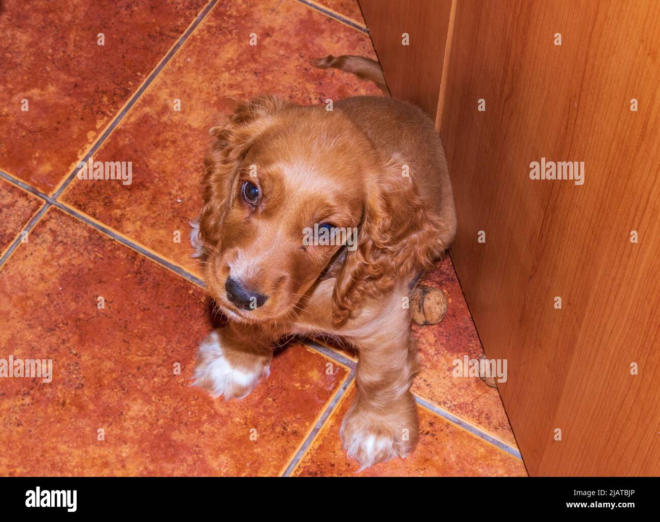Cute puppy two months old English Cocker Spaniel dog Johny playing at a ...