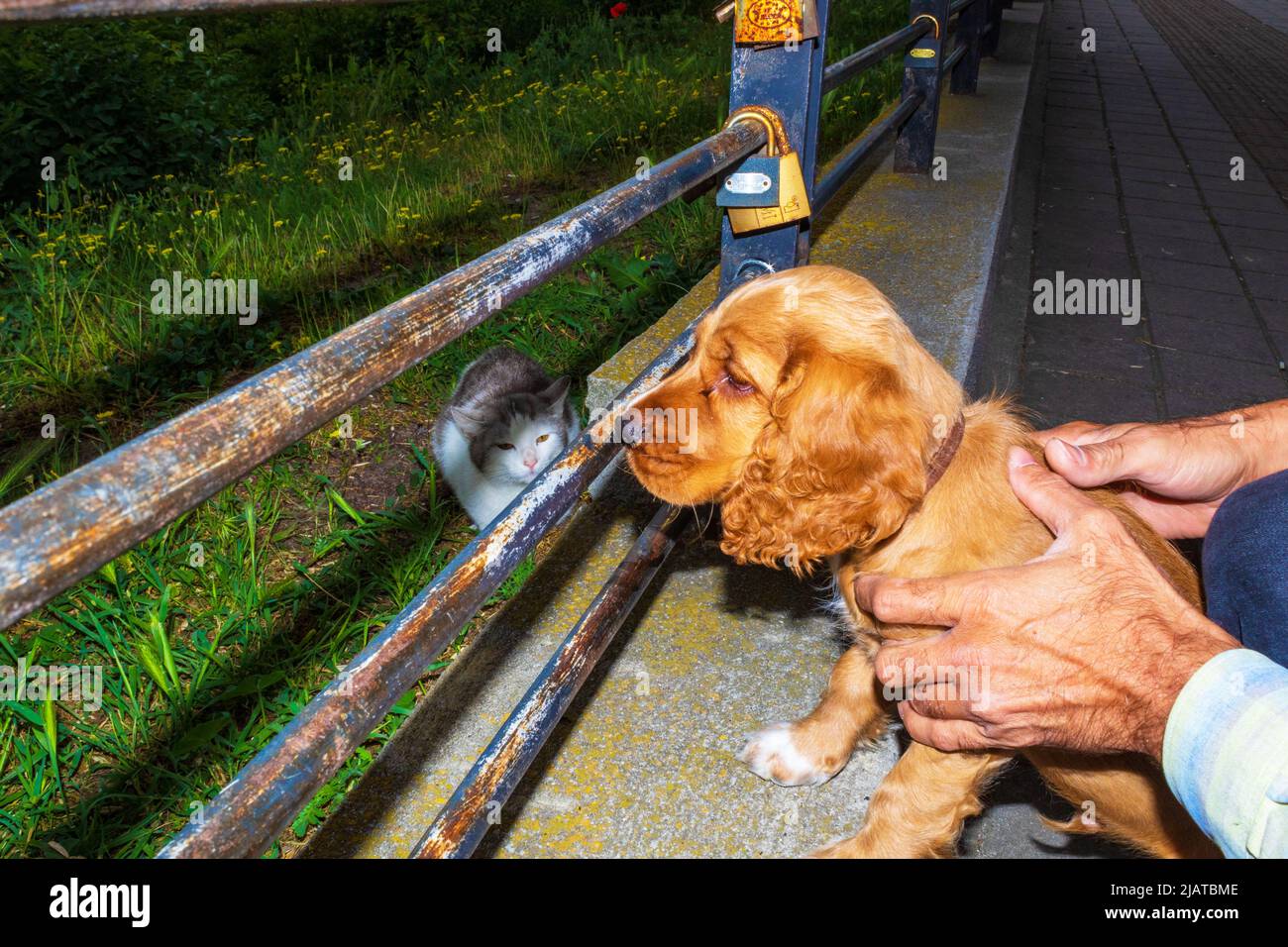 Cute puppy two months old English Cocker Spaniel dog Johnny exploriing ...