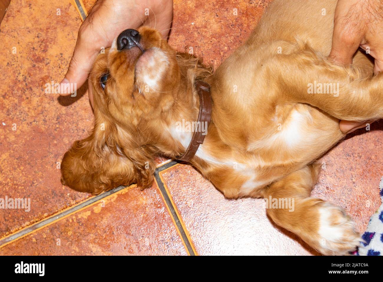 Cute puppy two months old English Cocker Spaniel dog Johny relaxing at ...