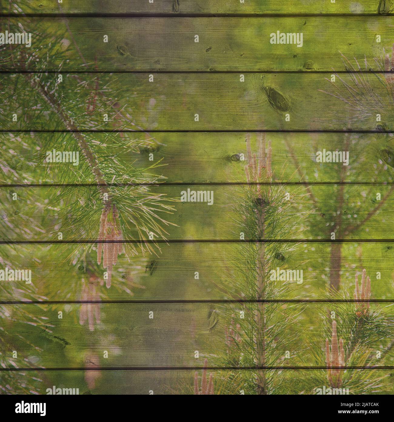 Rustic spring scratched old plank texture in green color Stock Photo ...