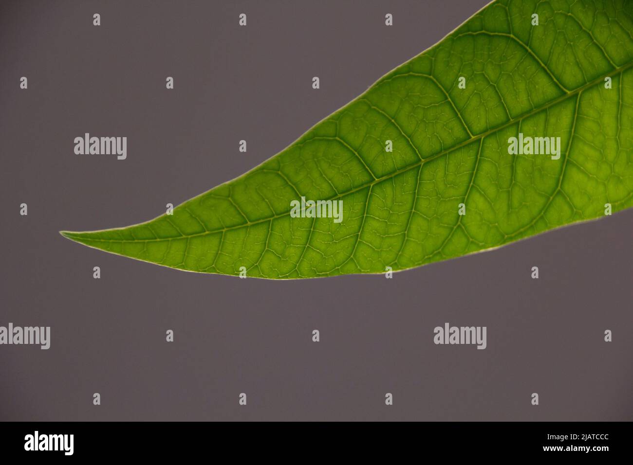 Mango with leaf hi-res stock photography and images - Alamy