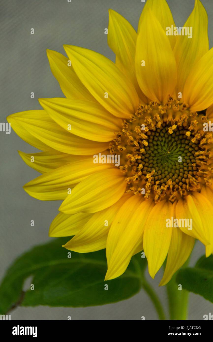 Sunflower close up with abstract grey background Stock Photo - Alamy