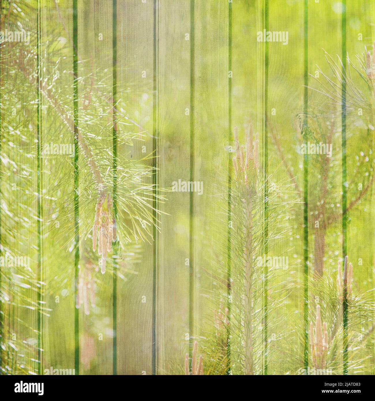 Rustic spring scratched old plank texture in green color Stock Photo ...