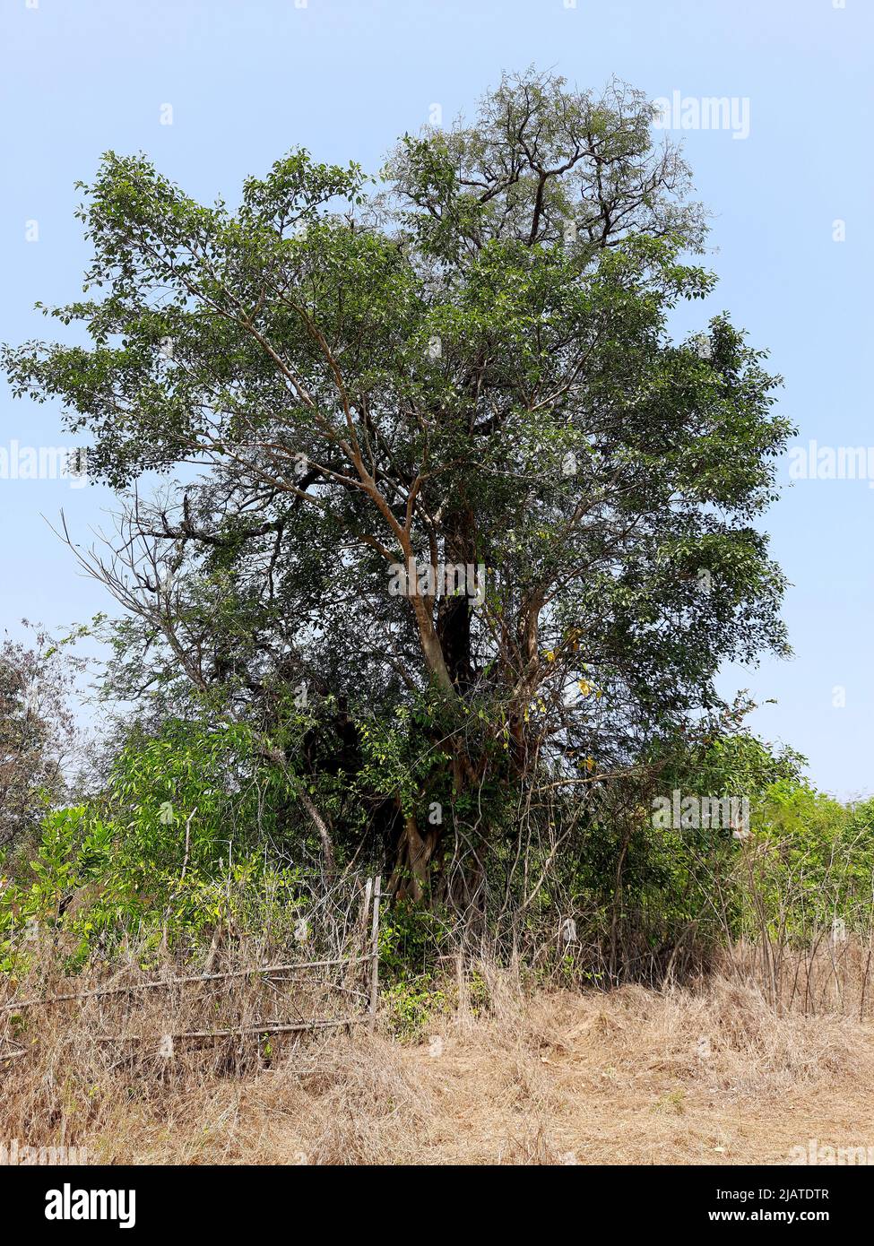 Rock fig hi-res stock photography and images - Alamy