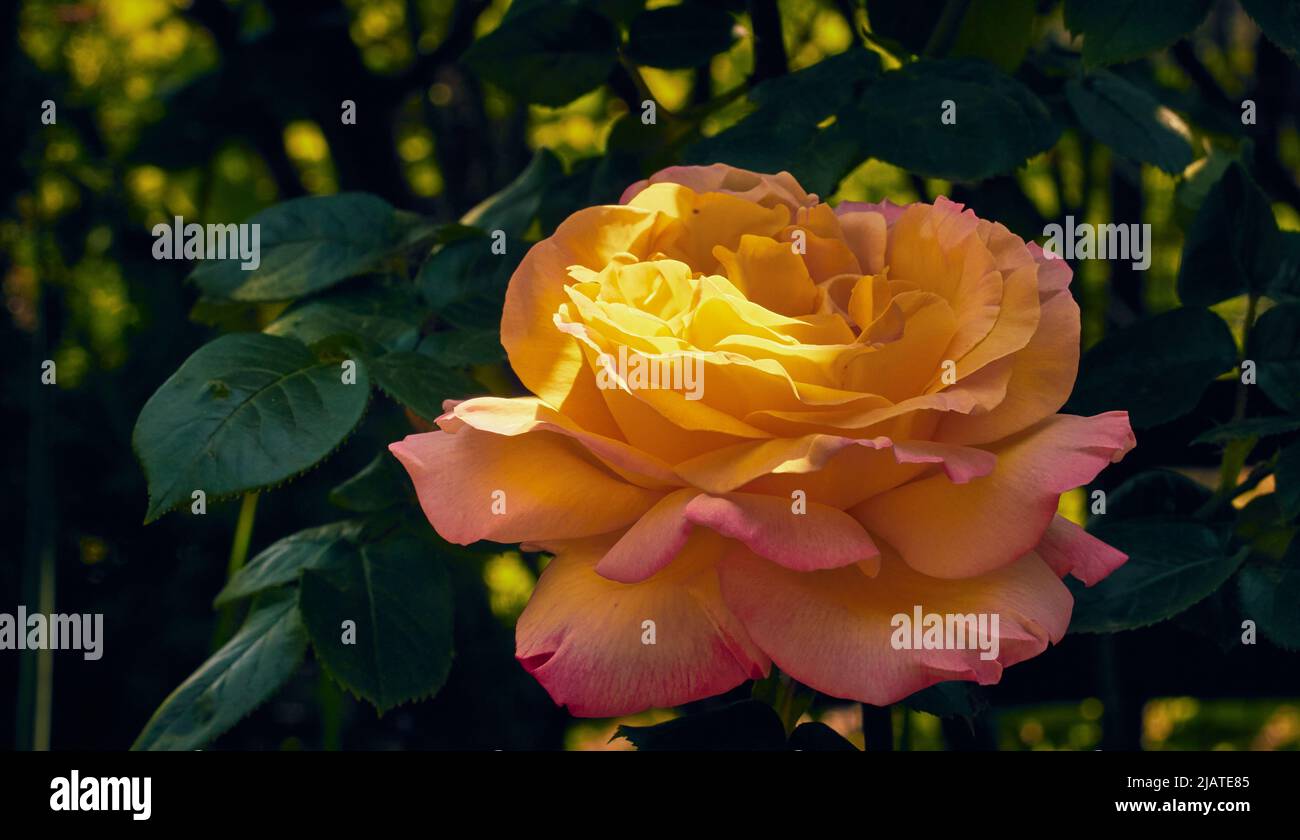 Tea bengal rose hi-res stock photography and images - Alamy