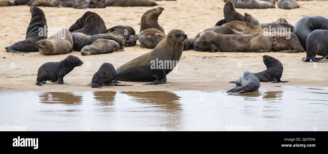 Cape fur seal, Arctocephalus pusillus pusillus, family with babies on a ...