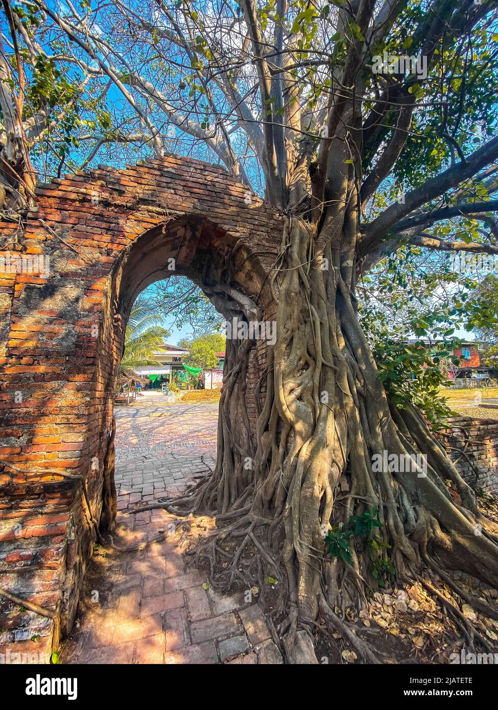 Wat Phra Ngam ruin temple in Ayutthaya, Thailand Stock Photo - Alamy