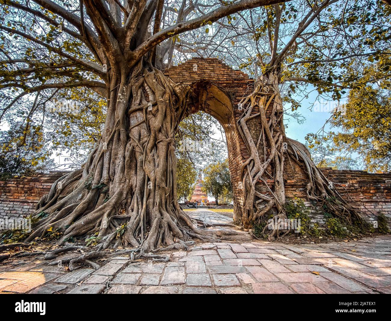 Wat Phra Ngam ruin temple in Ayutthaya, Thailand Stock Photo - Alamy